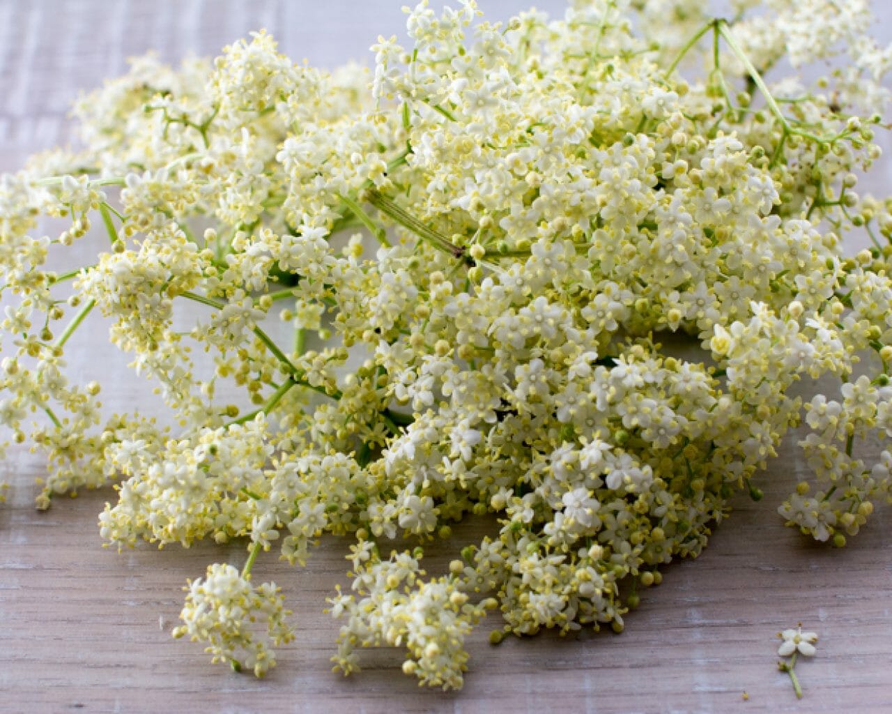 Sirup z květů černého bezu » SalzburgerLand.com