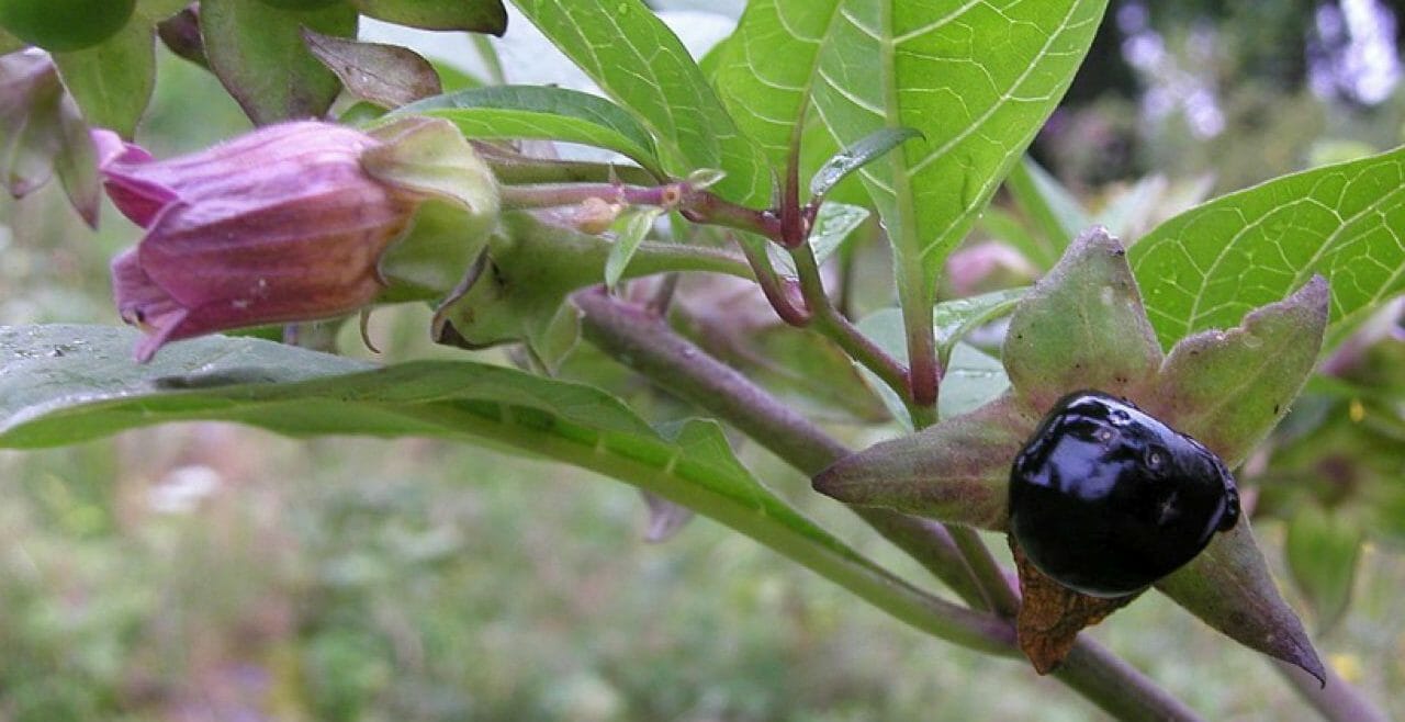 Jedovaté byliny a bobule » SalzburgerLand.com