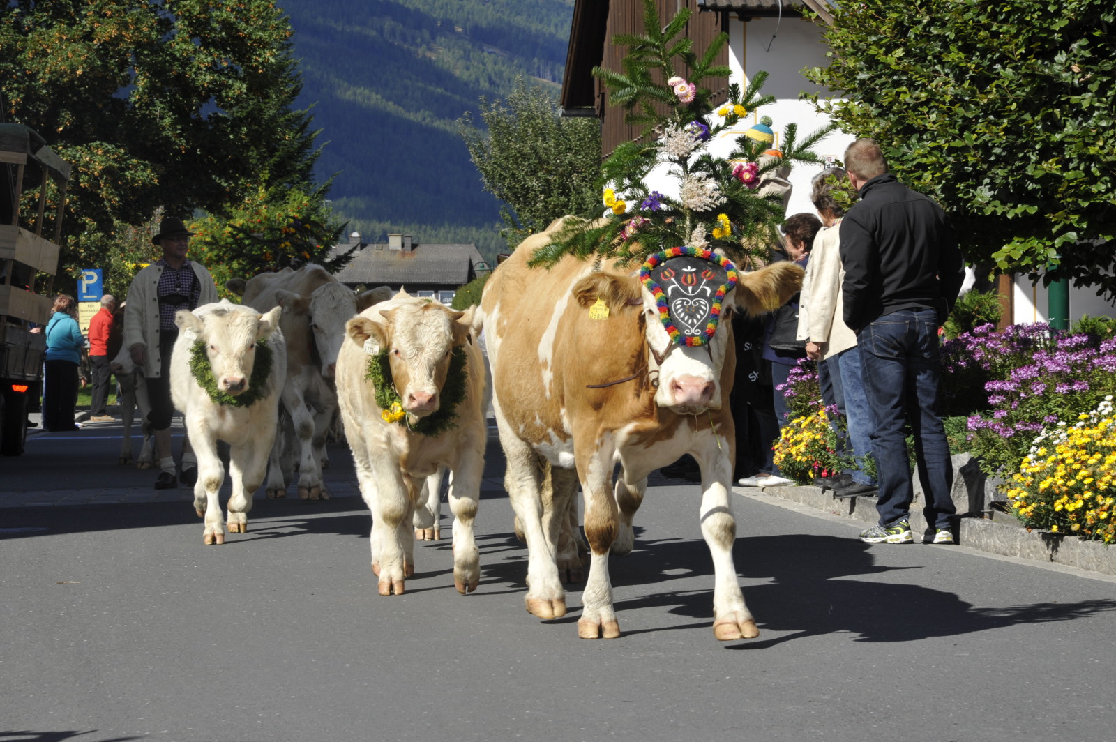 Almabtrieb - SalzburgerLand Magazin
