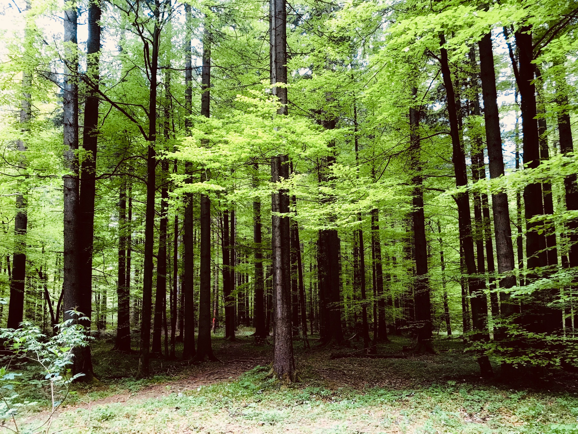 WYDA - Waldwissen der Kelten - SalzburgerLand Magazin