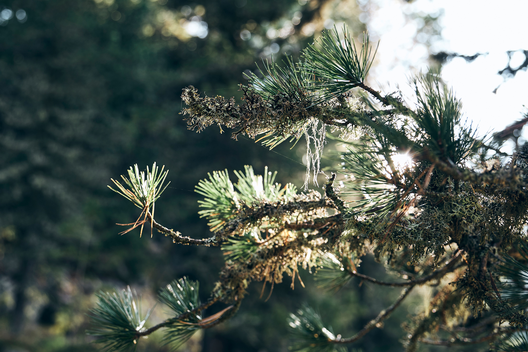 Die Kraft der Zirbe - SalzburgerLand Magazin