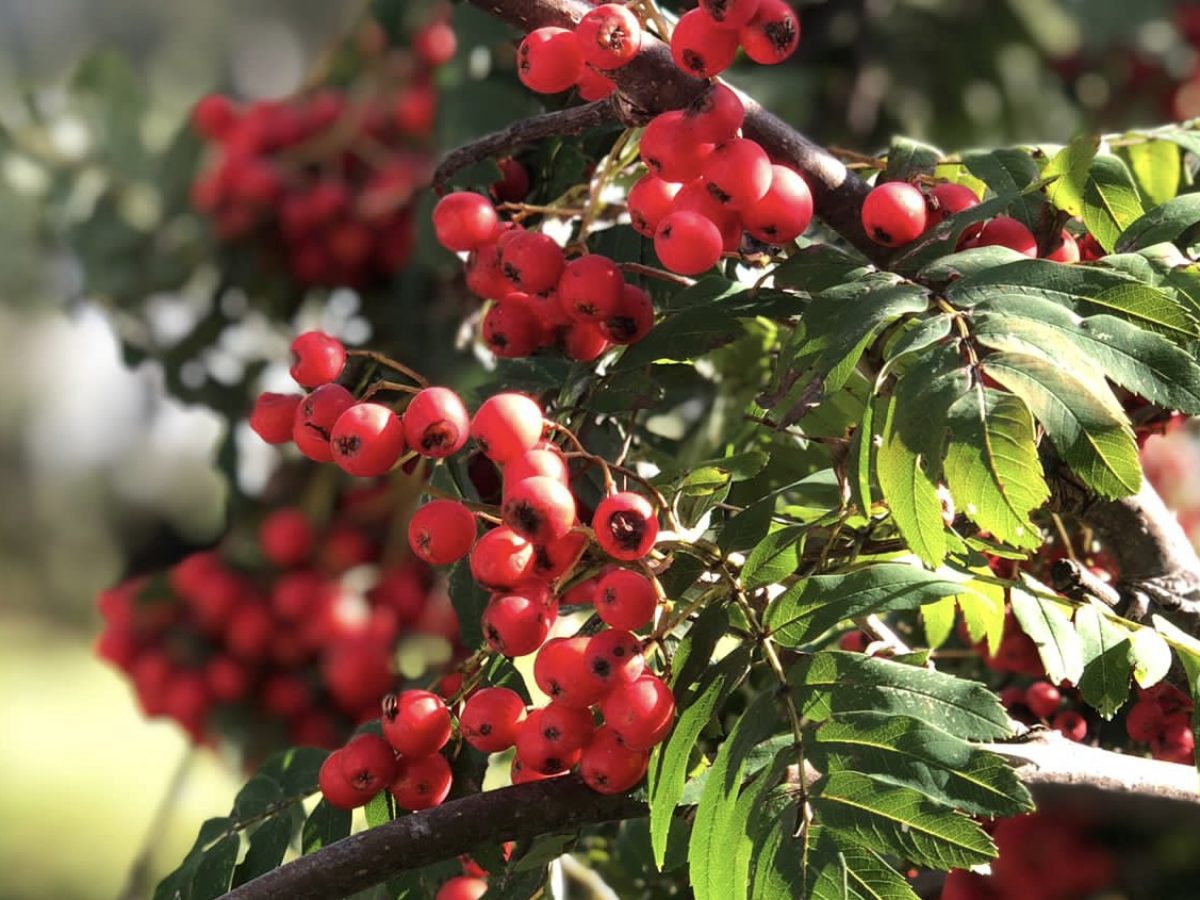 Vogelbeere - SalzburgerLand Magazin